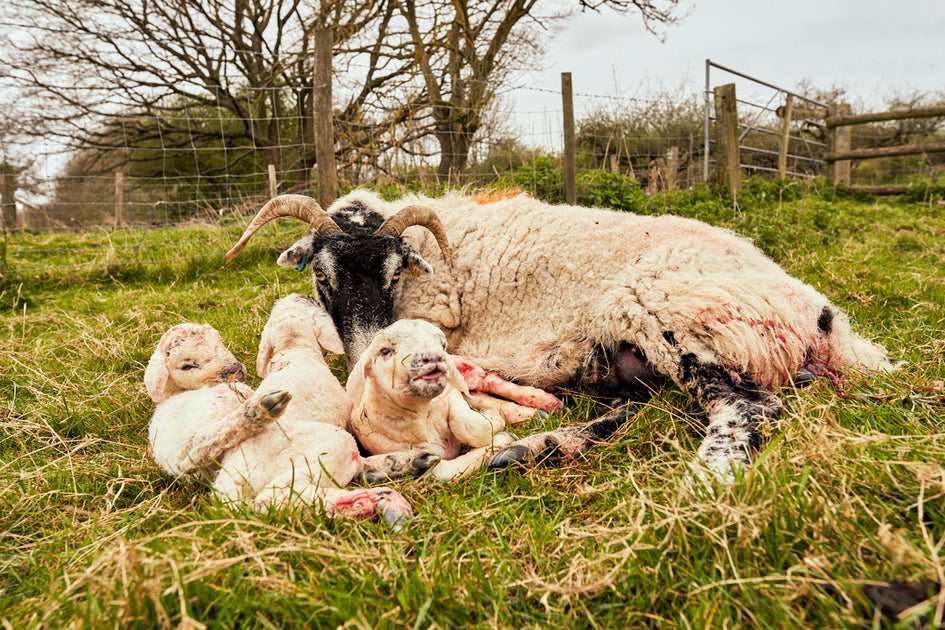 Zoe Colville talks to Muck Boots about Lambing Season – MuckbootEU